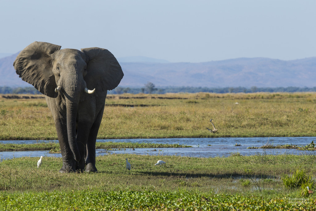 Finally Ivory ban in China - Wildhood